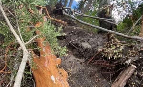 Villa La Angostura | Ordenaron reforestar con 57 especies tras una tala ...